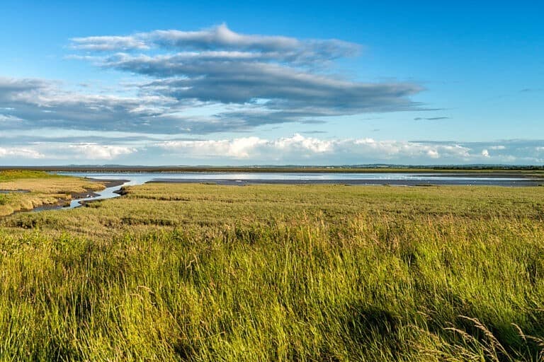 Carrig Cultra Wetlands near Blackrock - Ireland Highlights