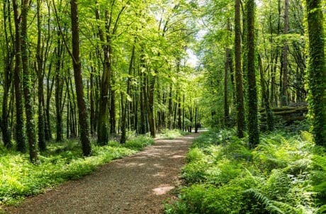 Castlefreke Woods - Ireland Highlights