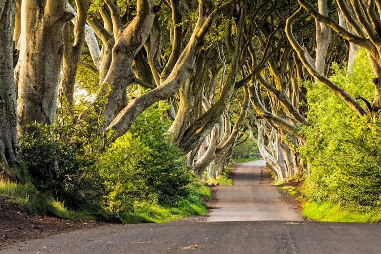 Dark Hedges - Ireland Highlights