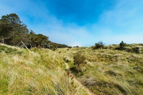 Raven Nature Reserve in Co. Wexford - Ireland Highlights